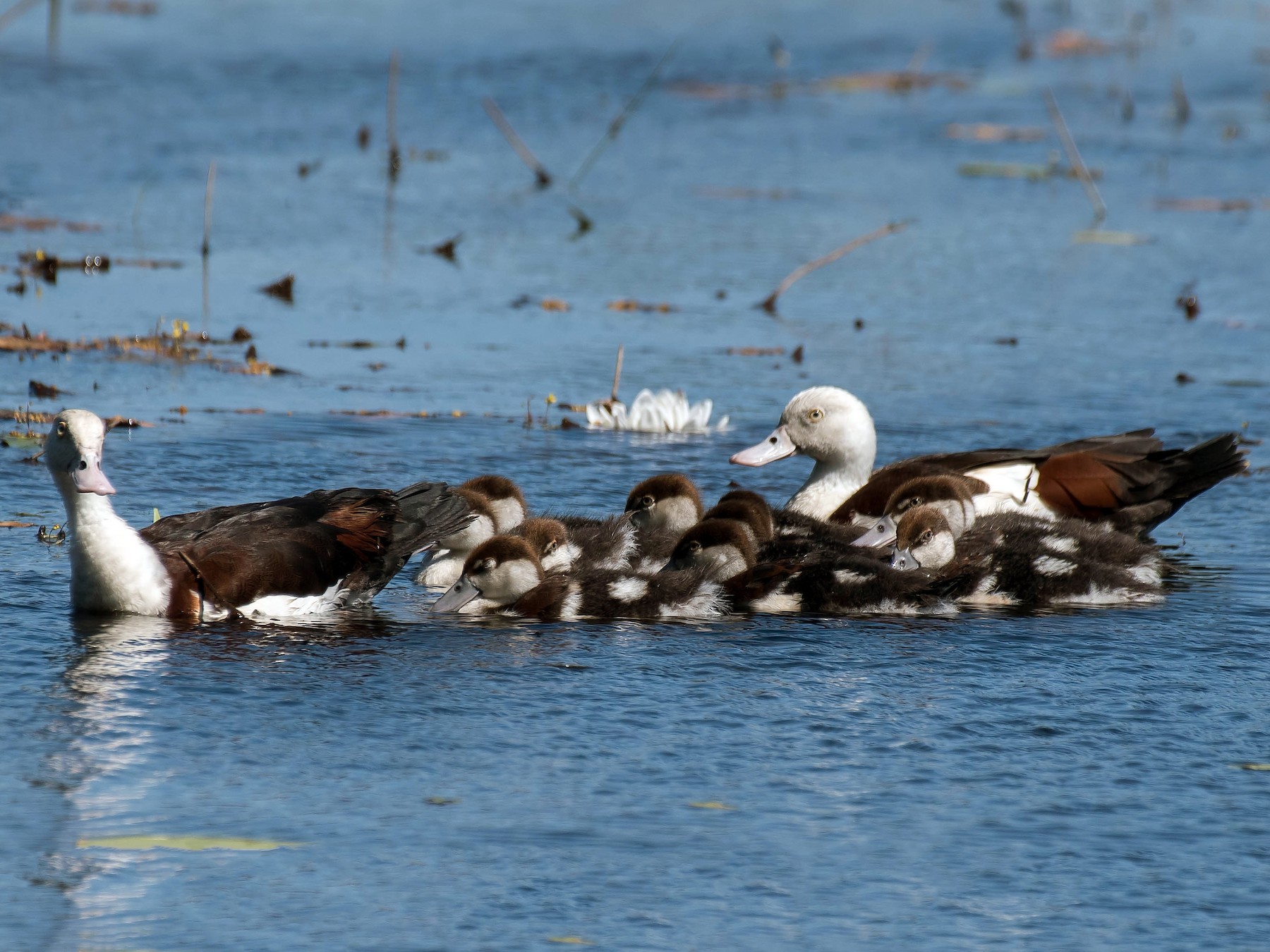 Radjah Shelduck - eBird