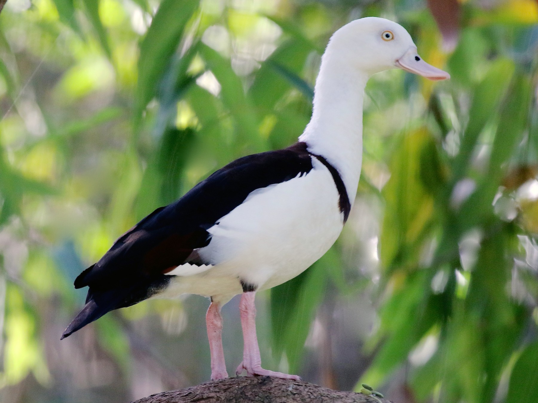 Radjah Shelduck - eBird