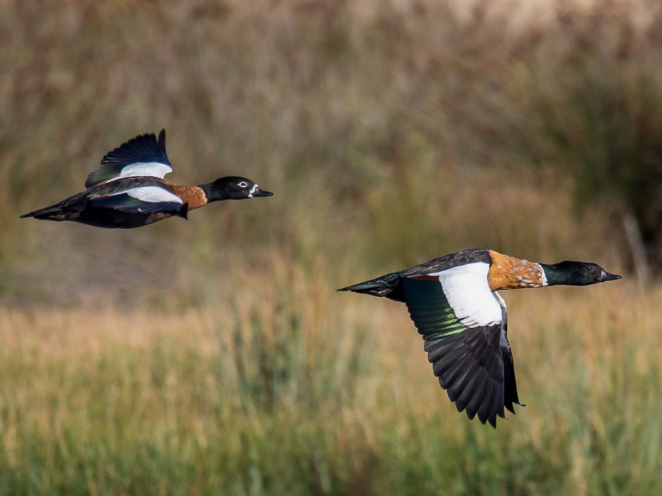 Australian Shelduck - eBird