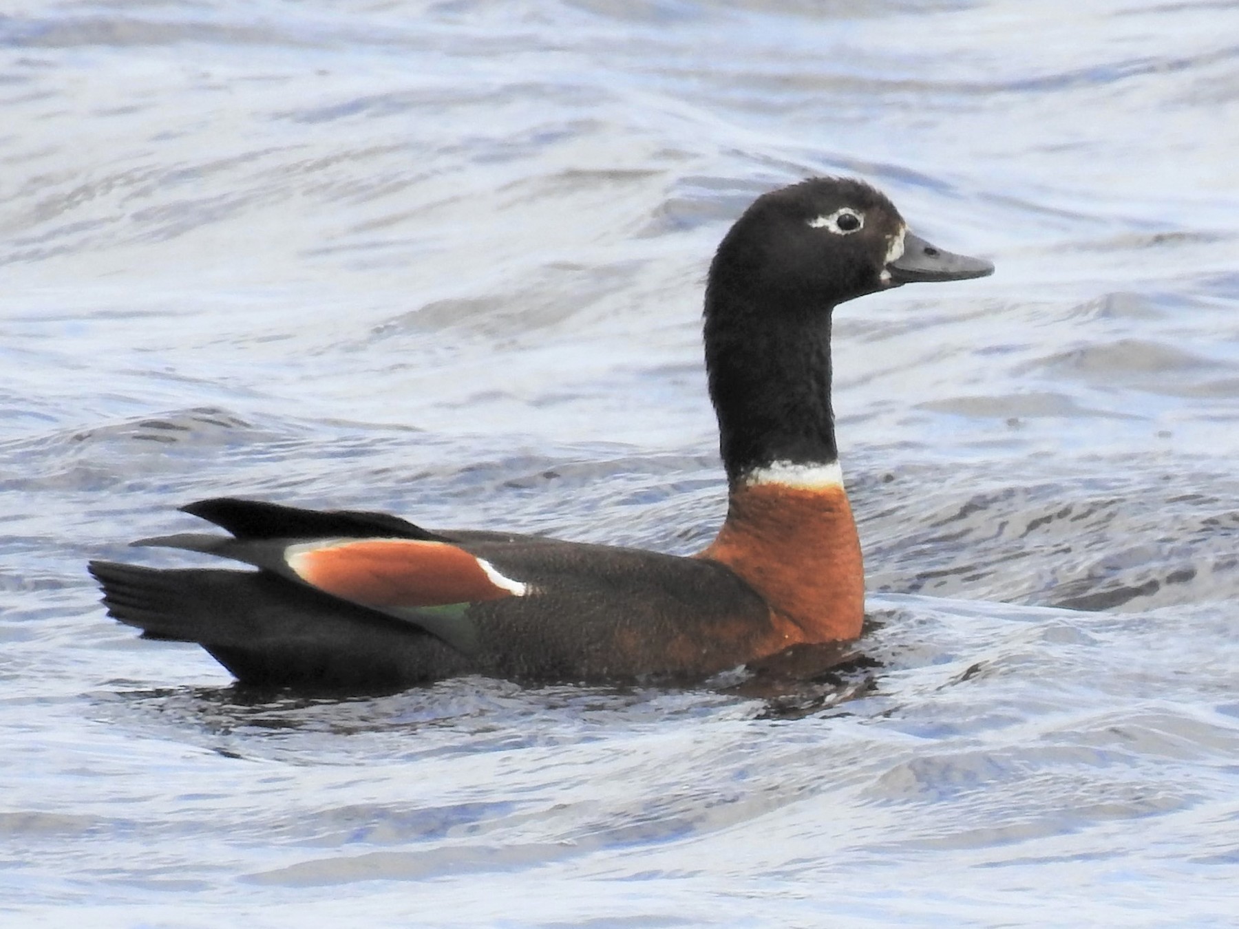 Australian Shelduck - eBird