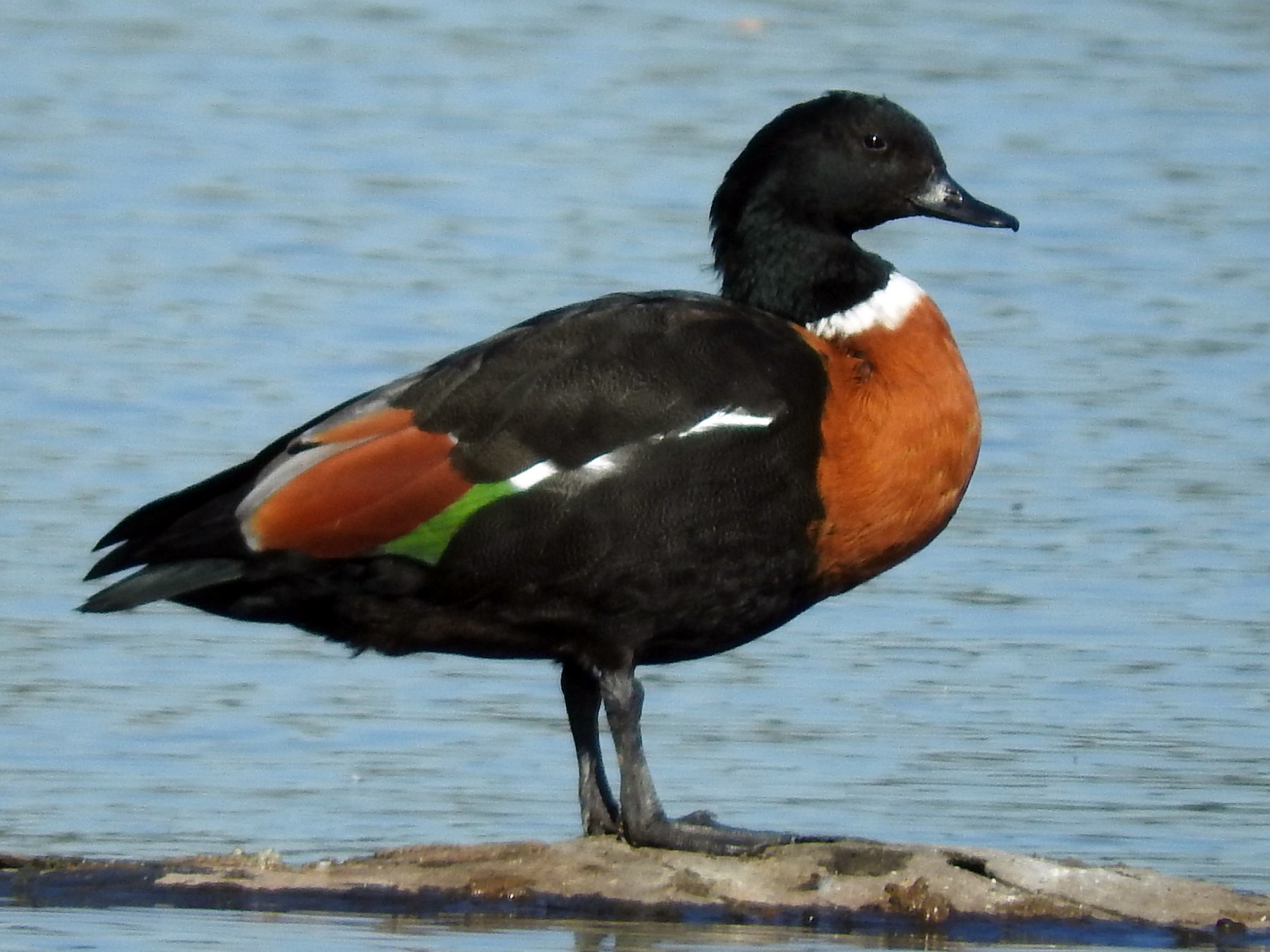Australian Shelduck - eBird