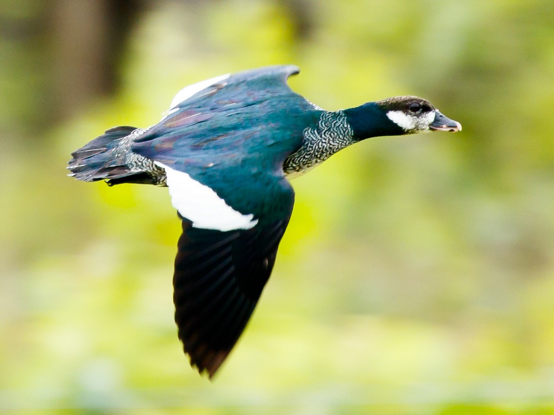 Green Pygmy-Goose - eBird