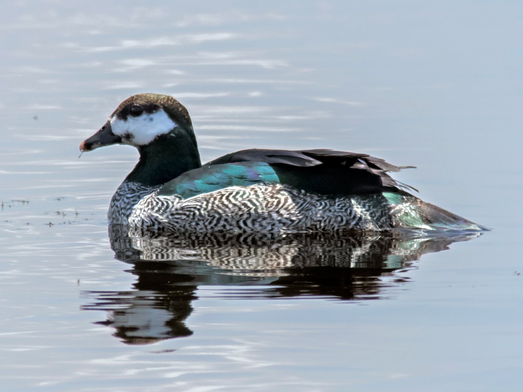 Green Pygmy-Goose - eBird