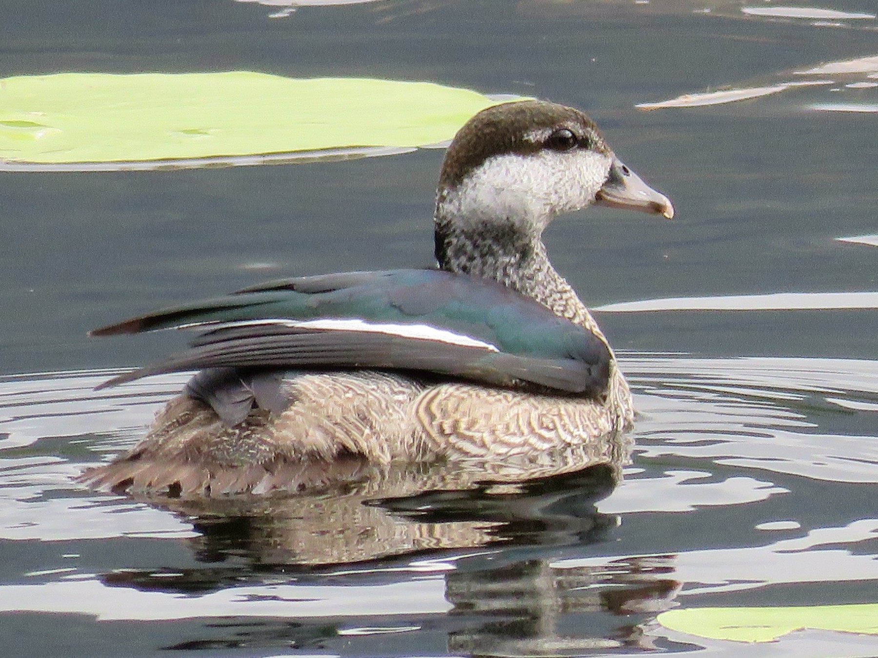 Green Pygmy-Goose - eBird
