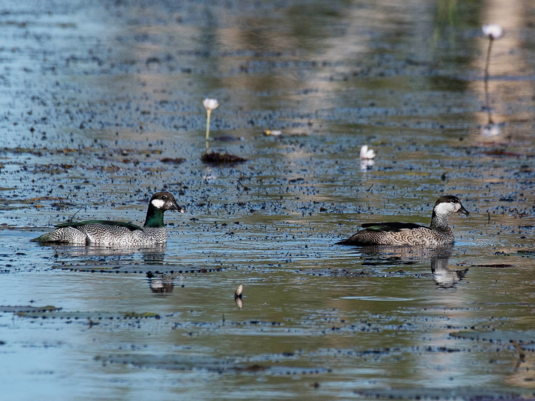 Green Pygmy-Goose - eBird