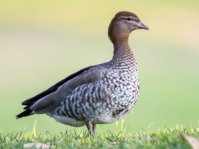 Australian Wood Duck - eBird
