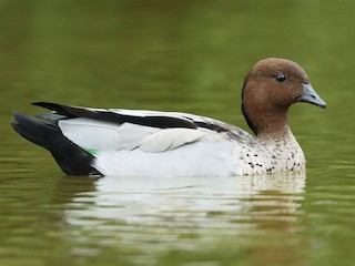 Maned Duck - eBird