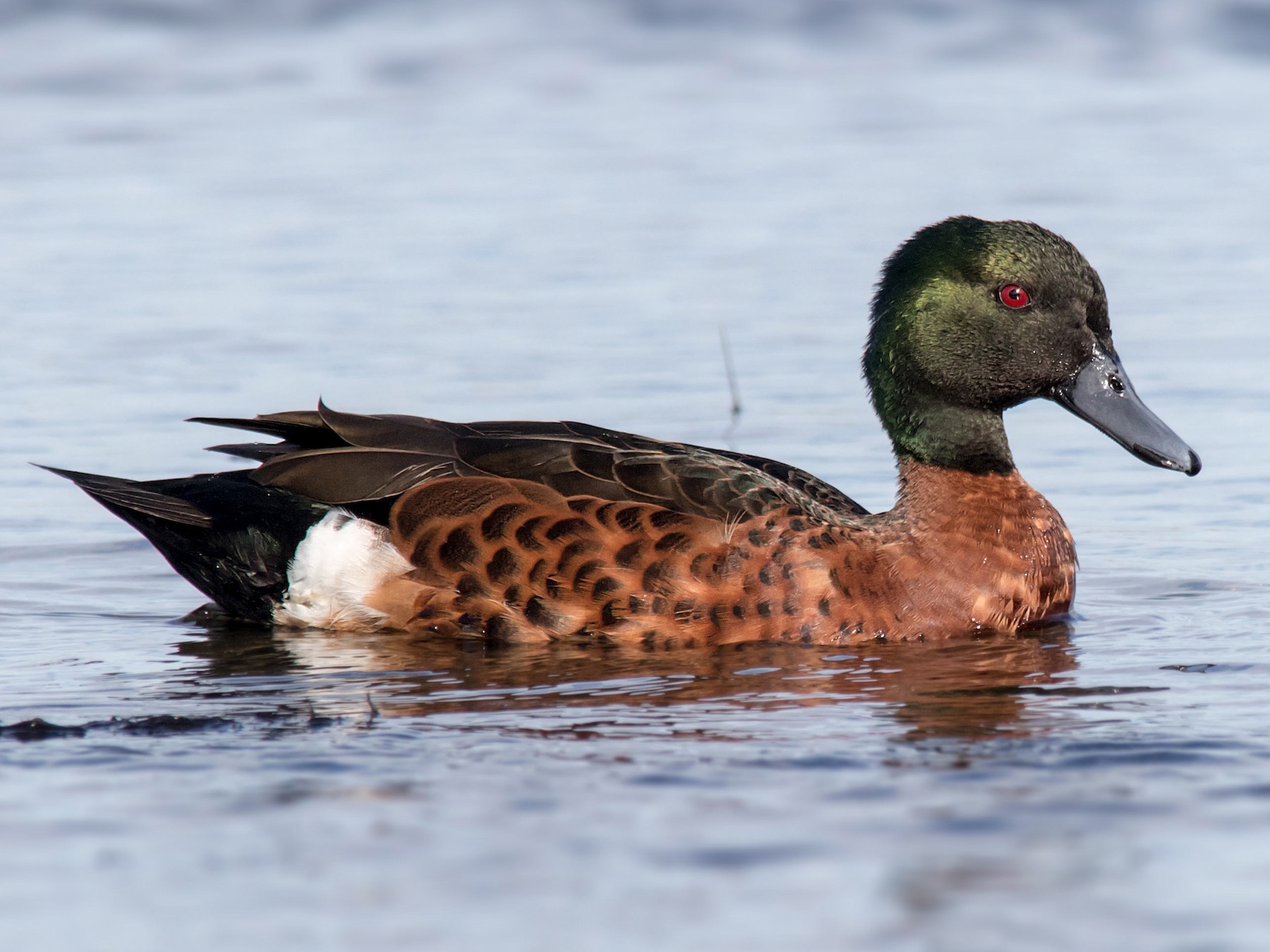 Chestnut Teal - eBird