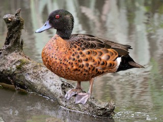 Chestnut Teal - eBird