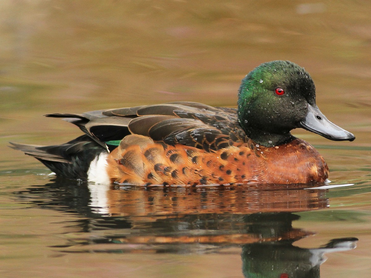 Chestnut Teal - Anas castanea - Birds of the World