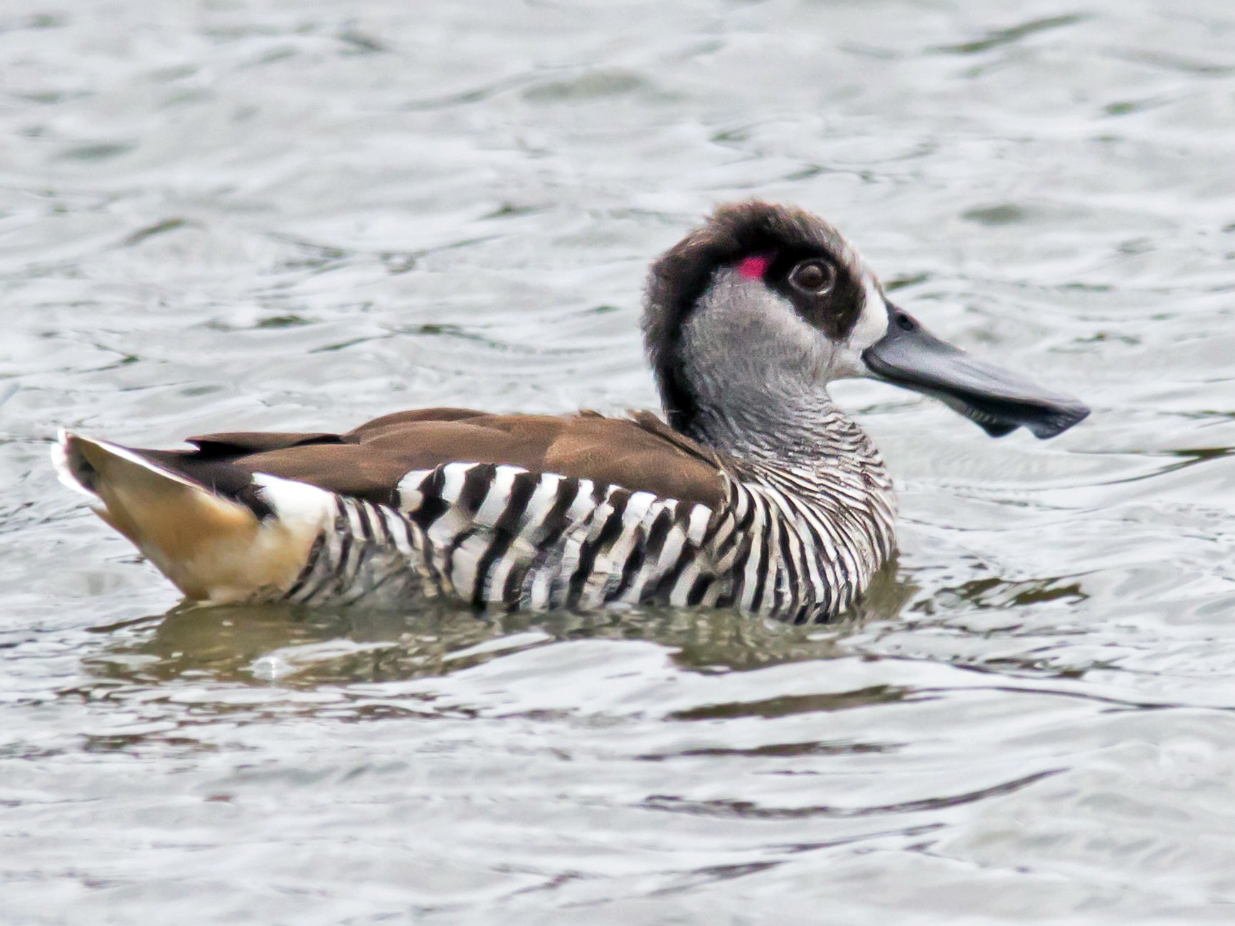 Pink-eared Duck - eBird