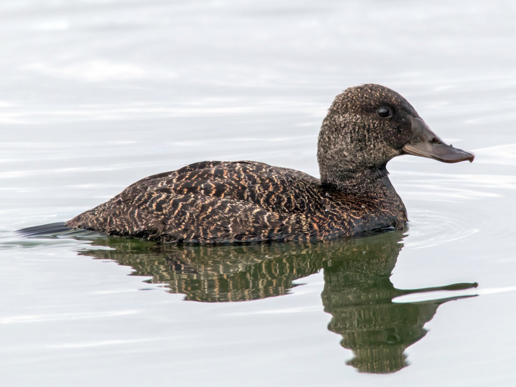 Blue-billed Duck - eBird