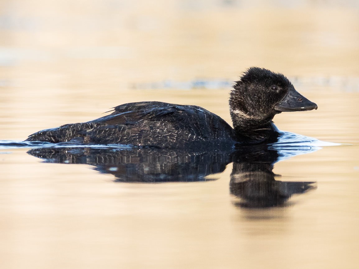 Musk Duck - eBird