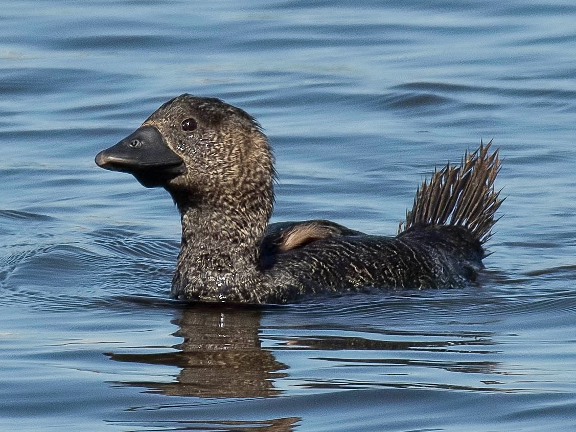 Musk Duck - eBird