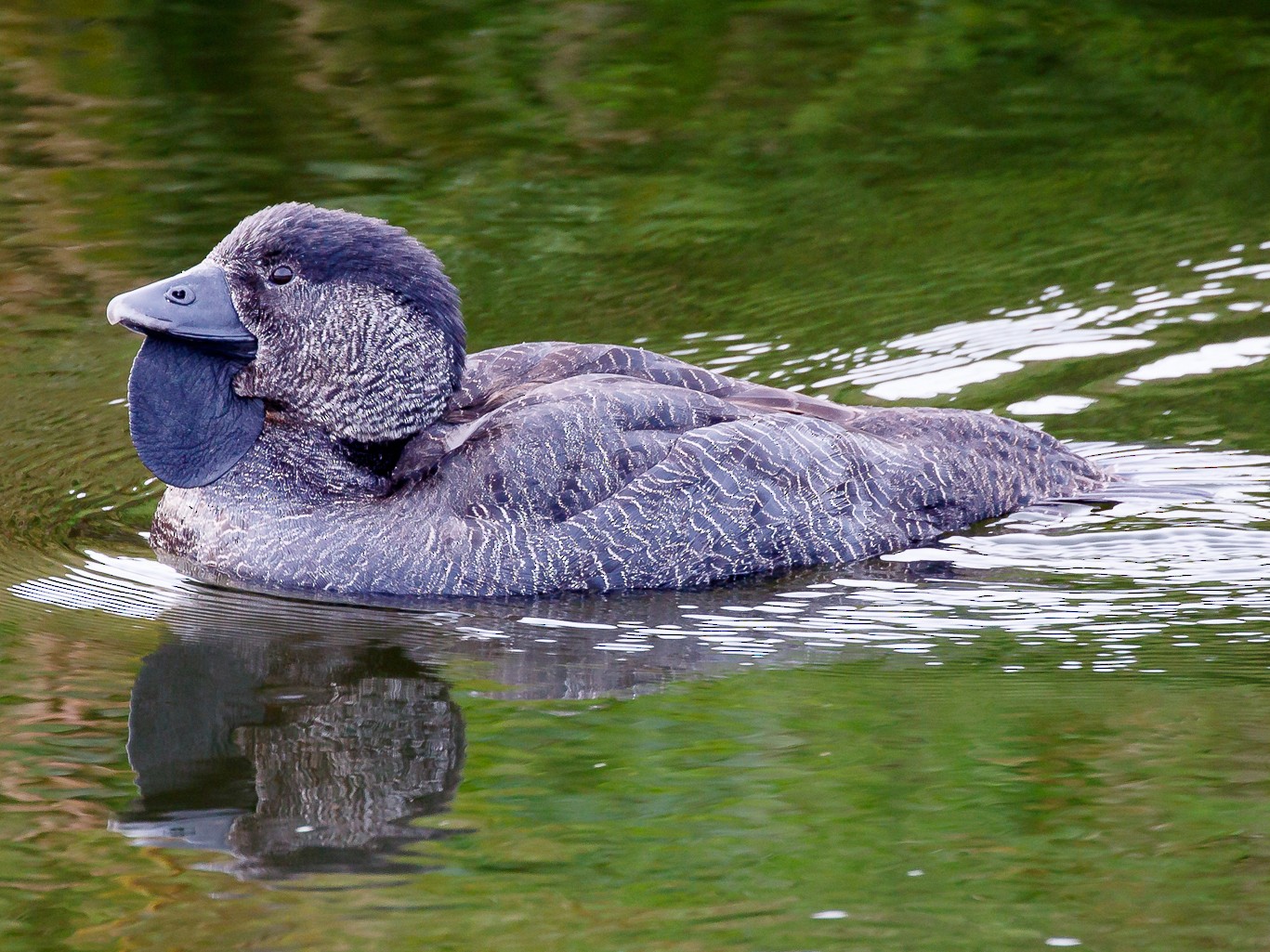 Musk Duck - eBird