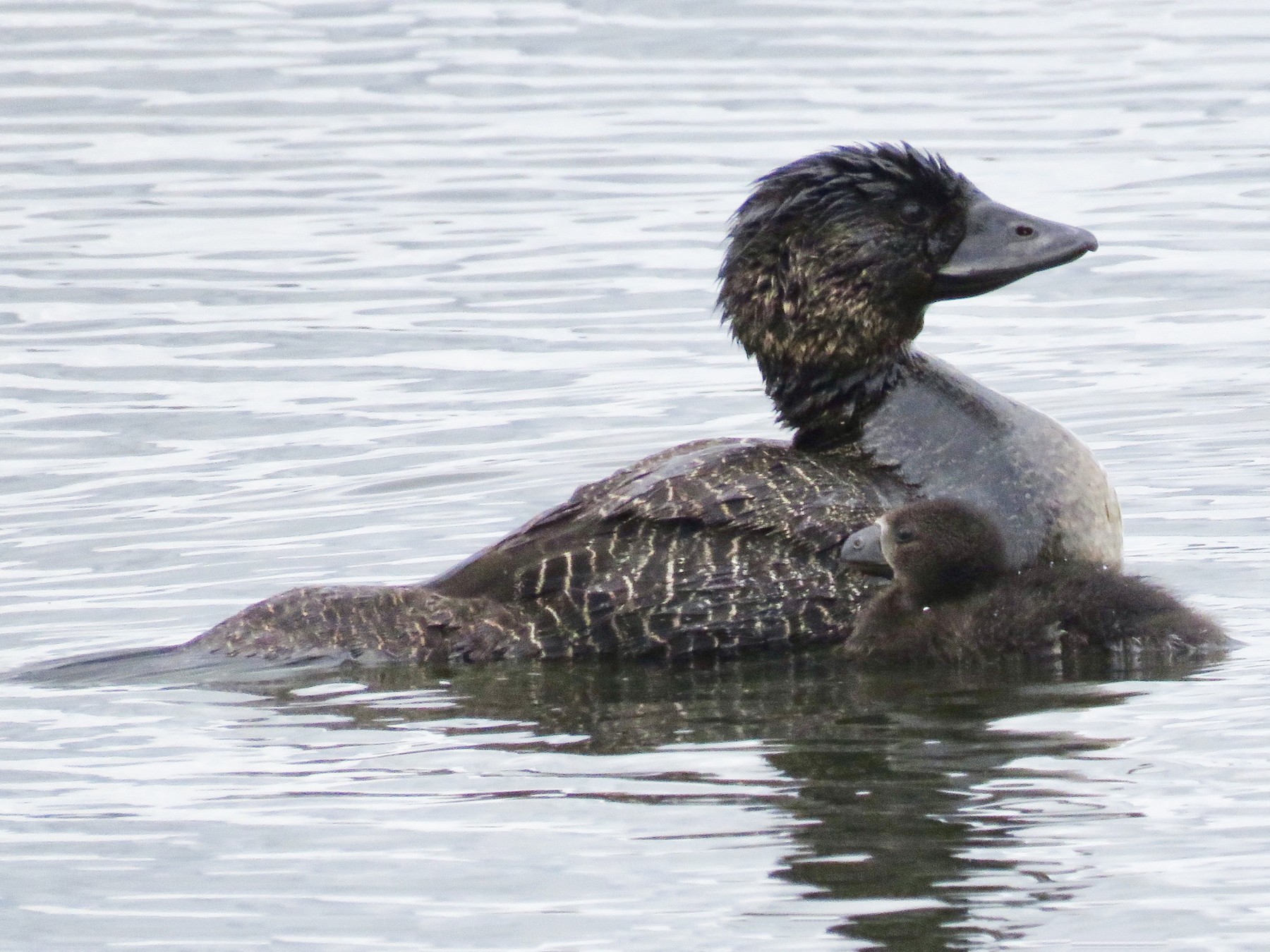 Musk Duck - eBird