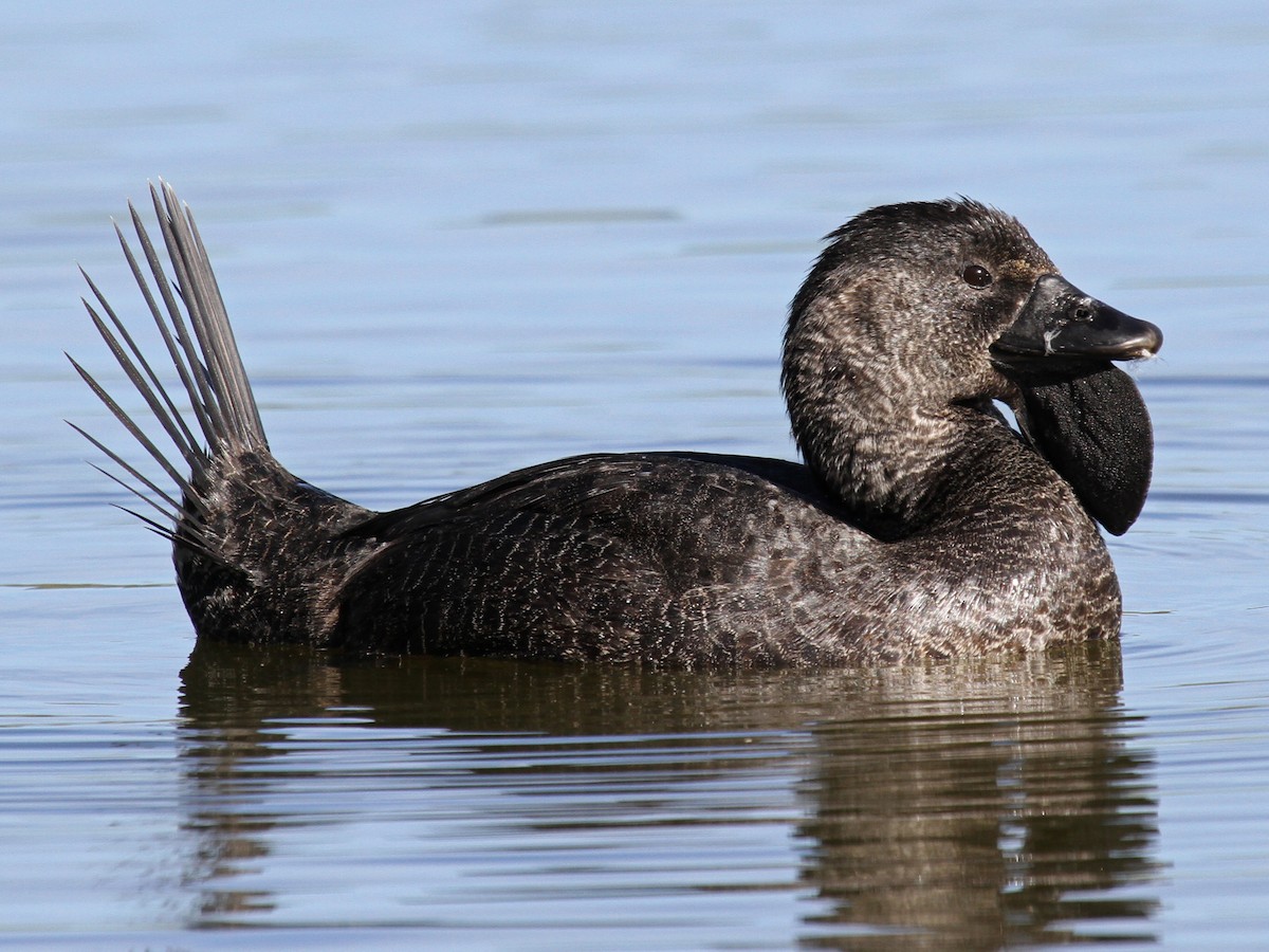 Musk Duck - Biziura lobata - Birds of the World