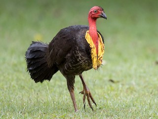 Australian Brushturkey - eBird