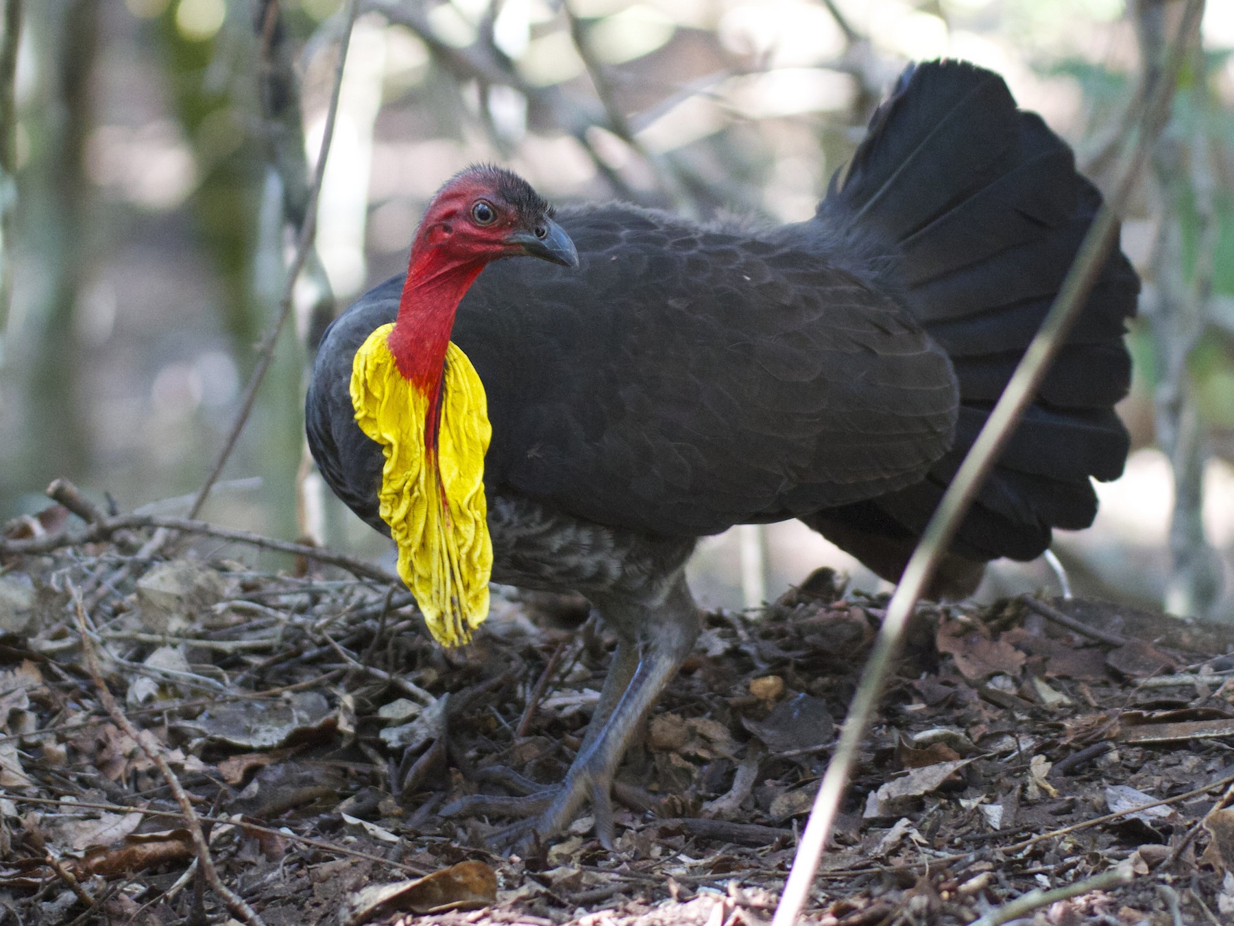 Australian Brushturkey - eBird
