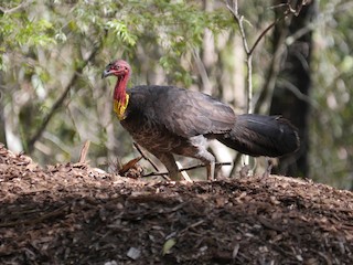 Australian Brushturkey - eBird