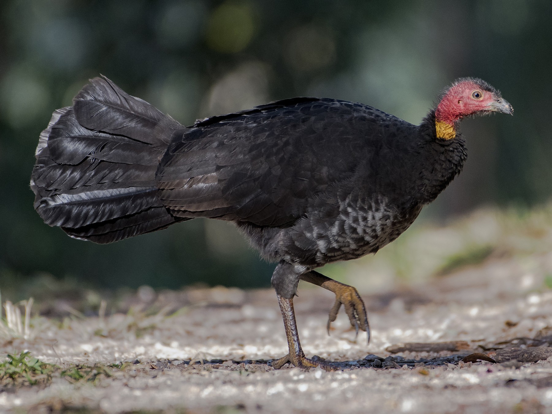 Australian Brushturkey - eBird