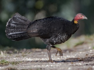 Australian Brushturkey - eBird