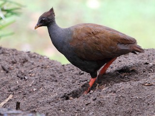 Orange-footed Megapode - eBird