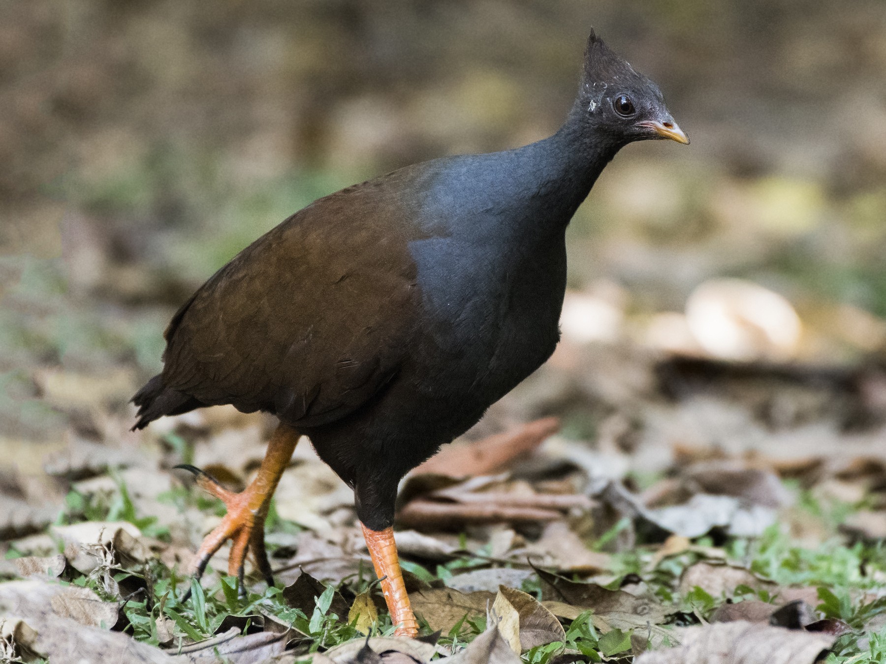 Orange-footed Megapode - eBird