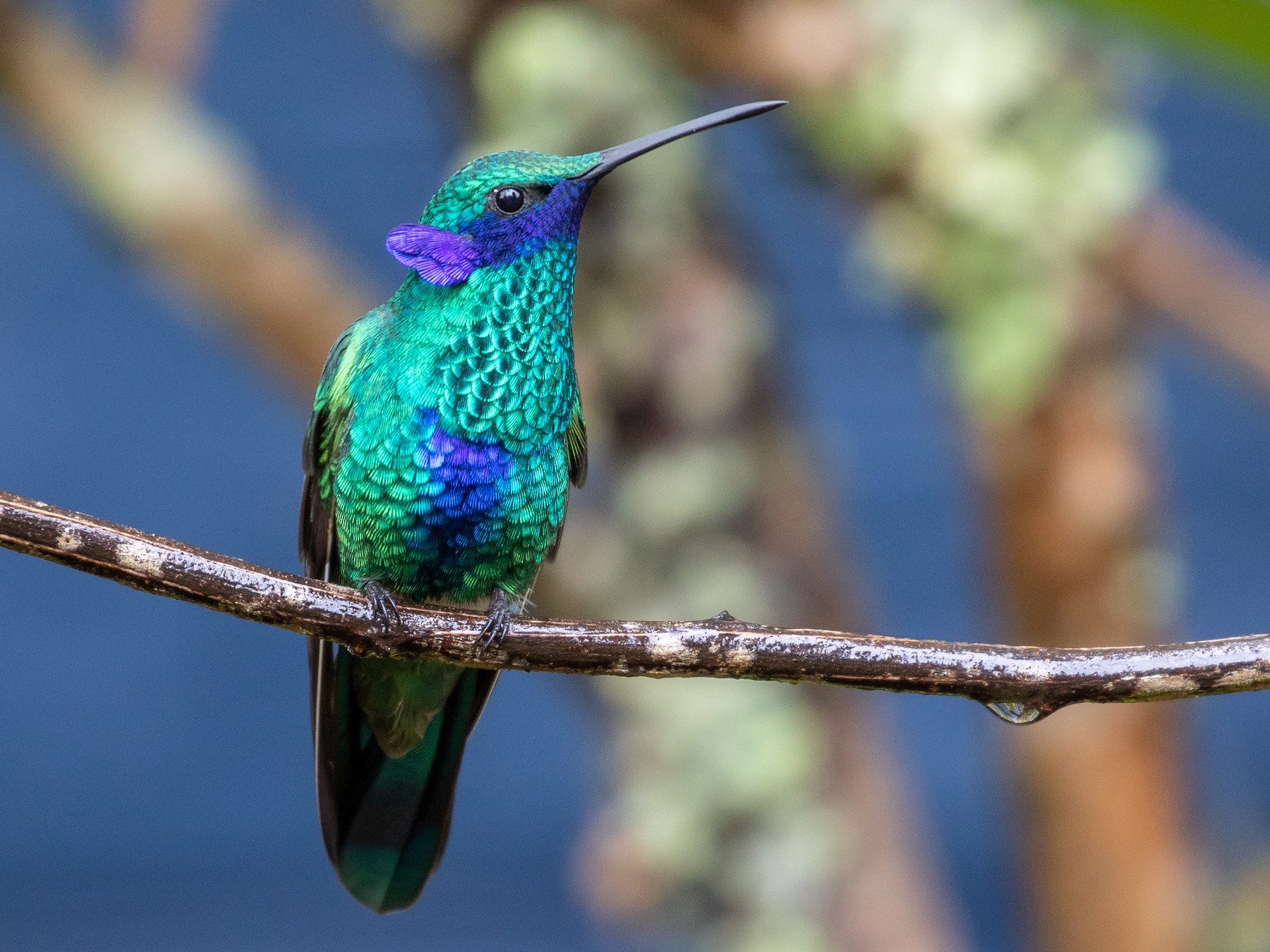 Colibrí Rutilante - eBird
