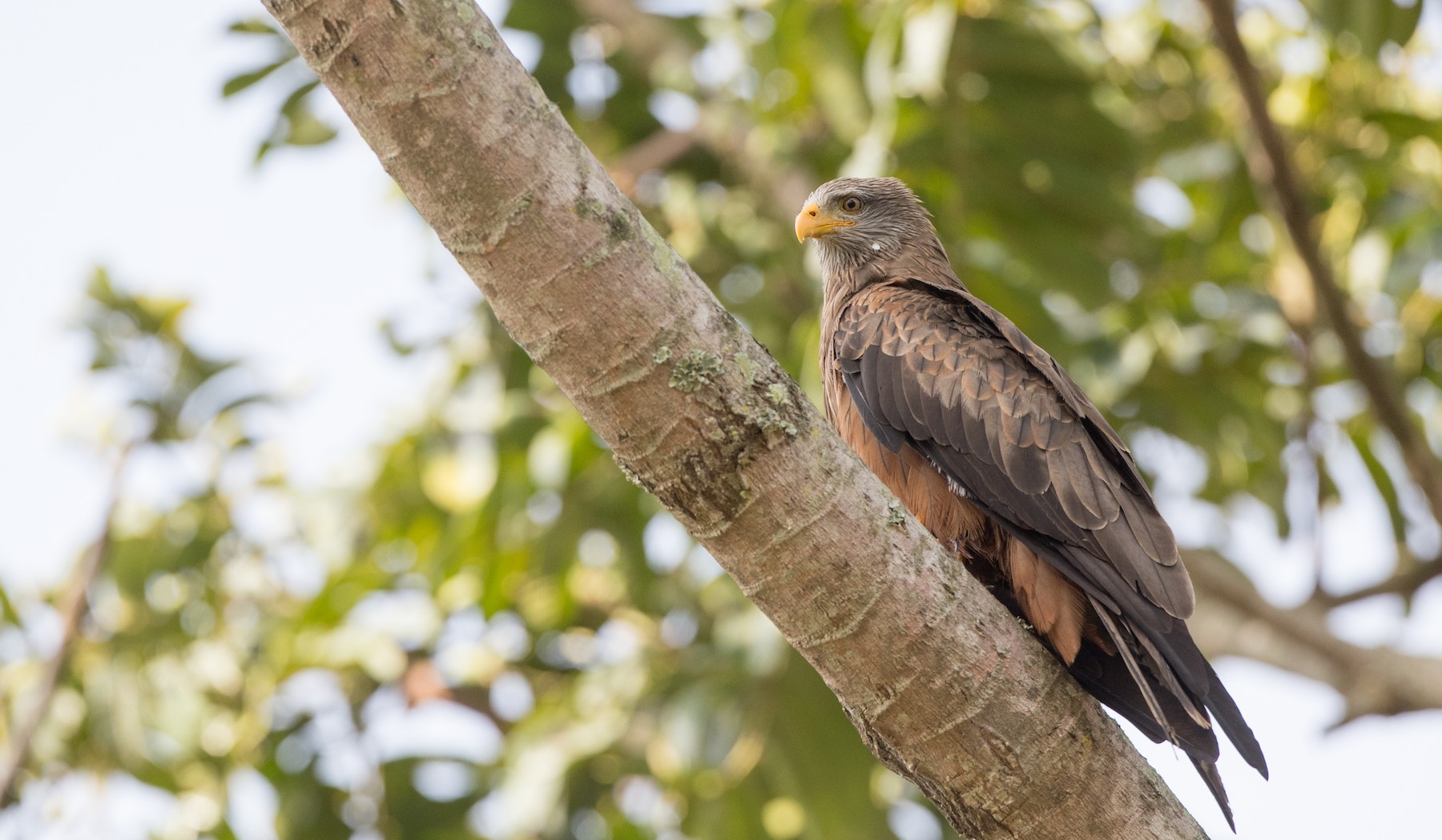 Yellow-billed Kite - eBird