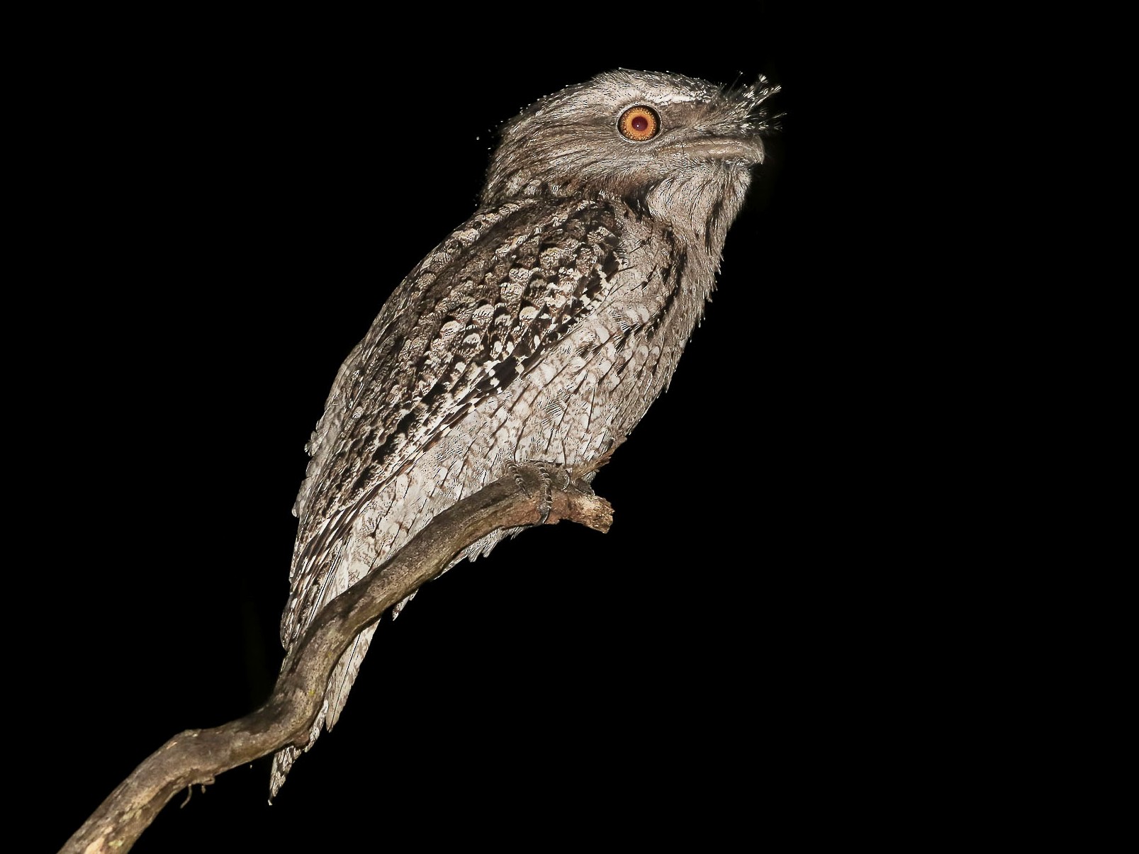 Tawny Frogmouth - eBird