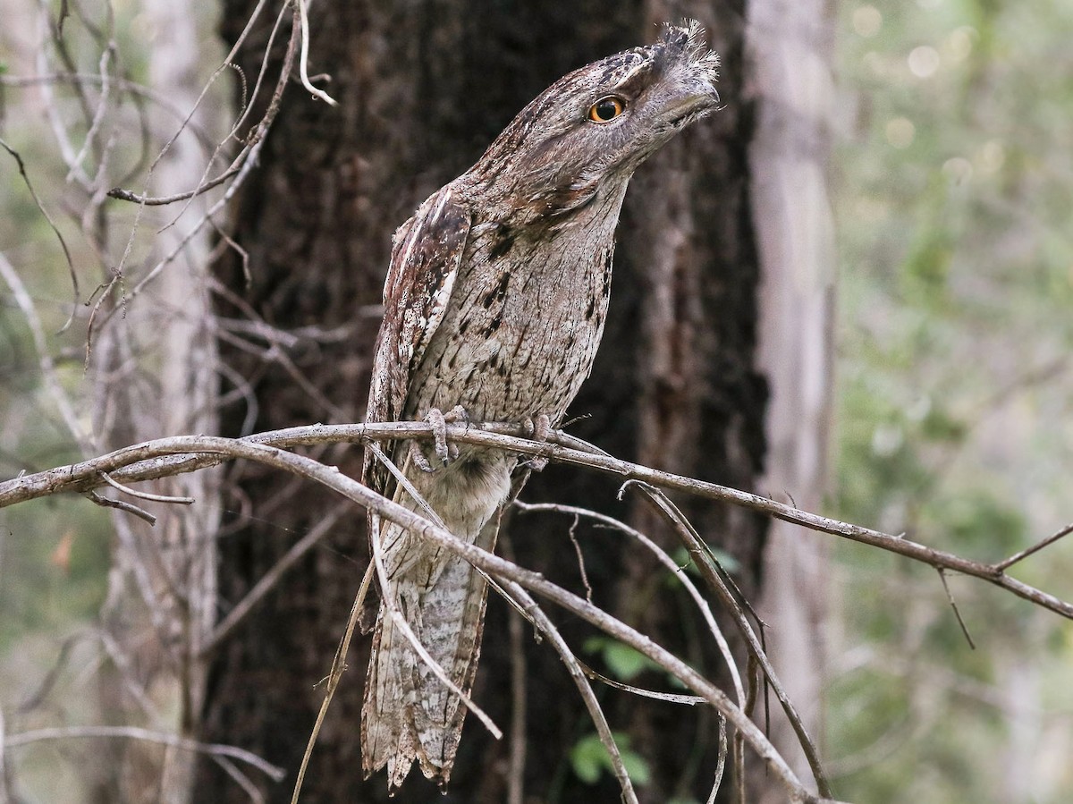 Tawny Frogmouth - Podargus strigoides - Birds of the World