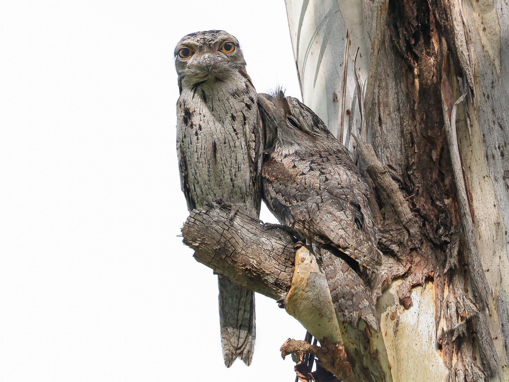 Podargo Australiano - eBird