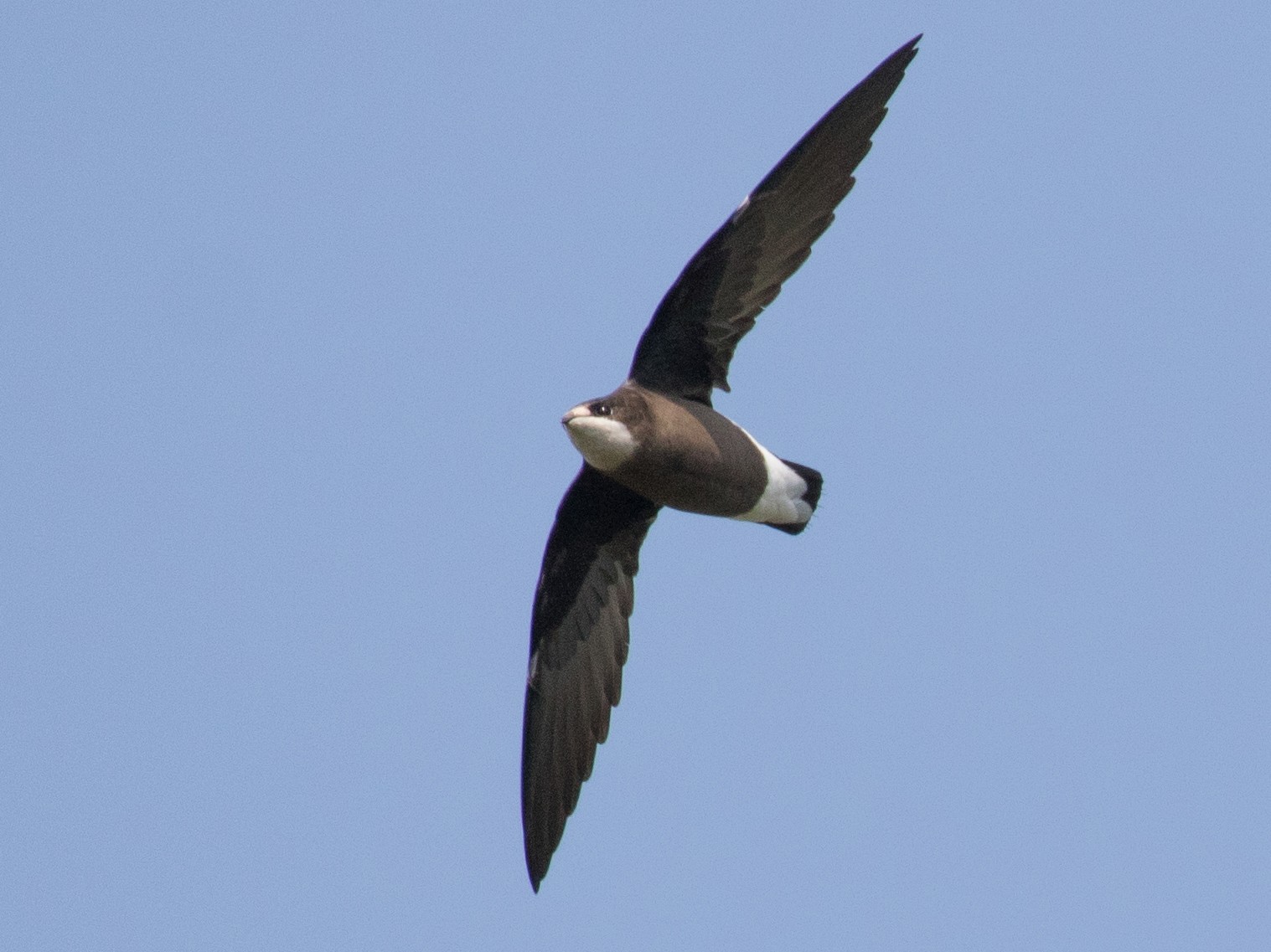 White-throated Needletail - eBird