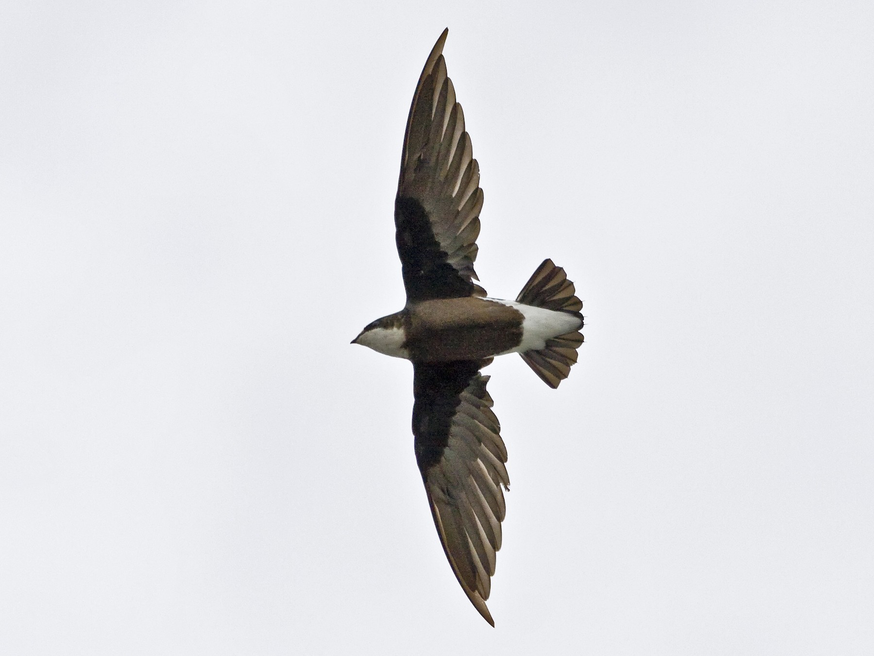 White-throated Needletail - eBird Taiwan