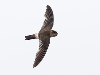 Australian Swiftlet - eBird