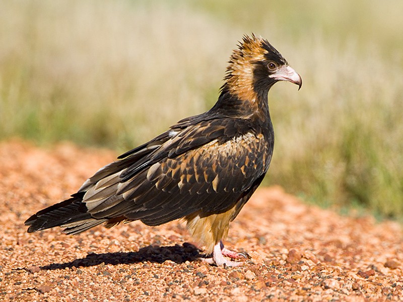 Black-breasted Kite - eBird