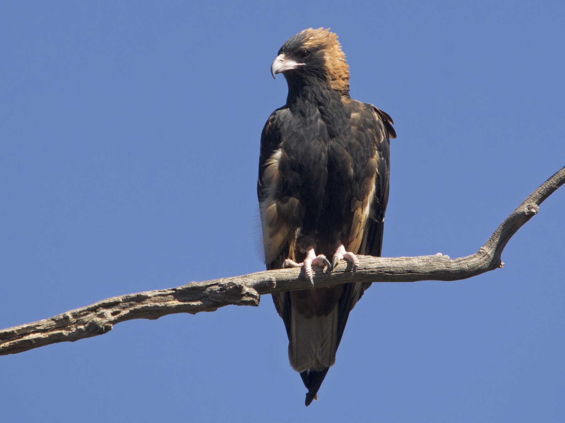 Black-breasted Kite - eBird