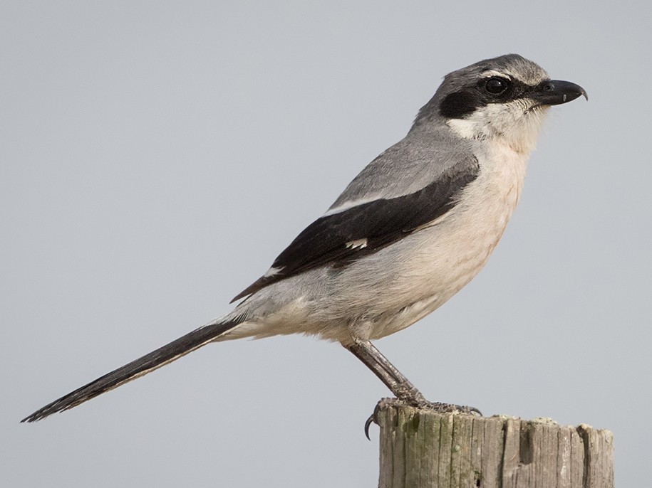 Iberian Gray Shrike - eBird