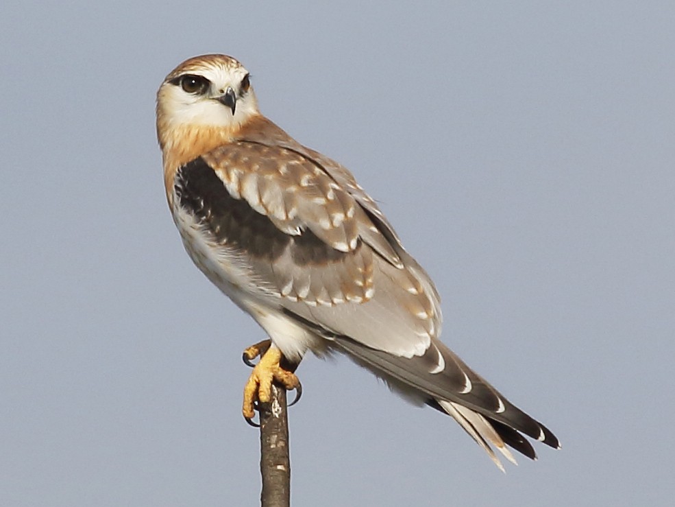 Black-shouldered Kite - eBird