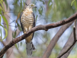 Pacific Baza - eBird