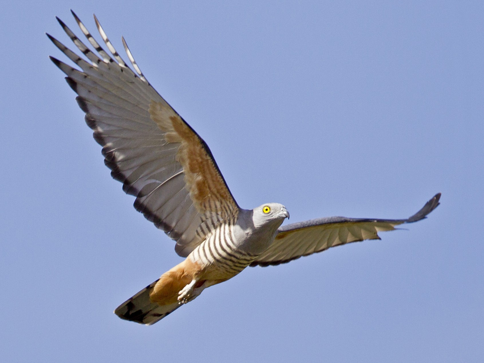 Pacific Baza - eBird