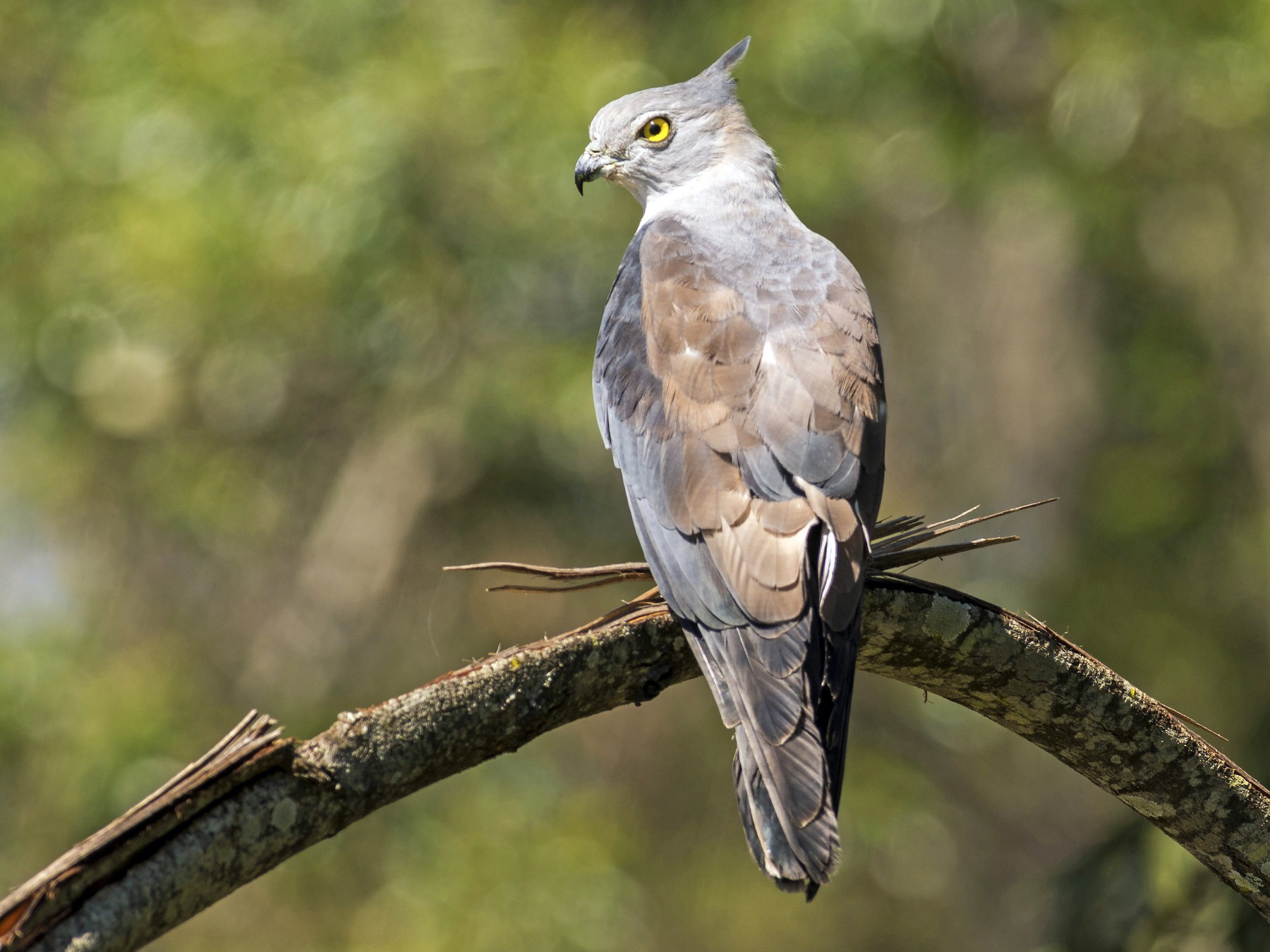 Pacific Baza - eBird