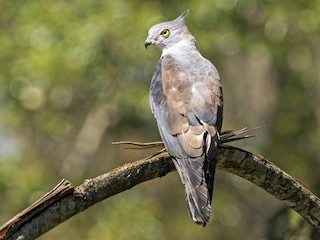 Pacific Baza - eBird