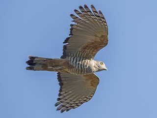 Pacific Baza - eBird