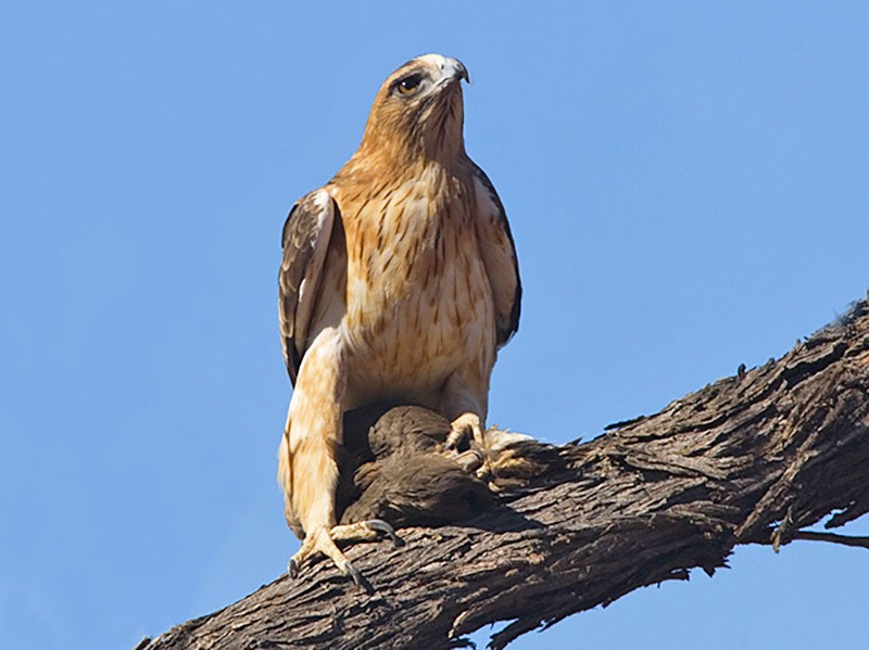 Little Eagle - eBird