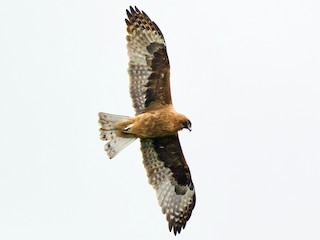 Little Eagle - eBird