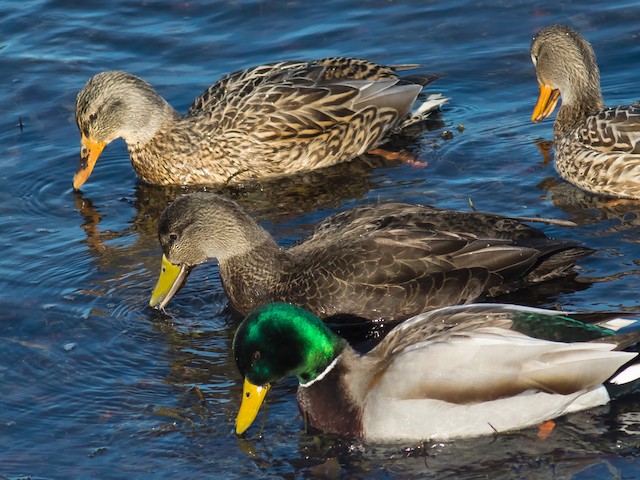 Mallard Identification