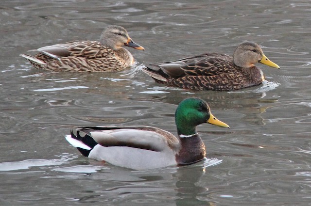 Mexican Duck Duck Goose