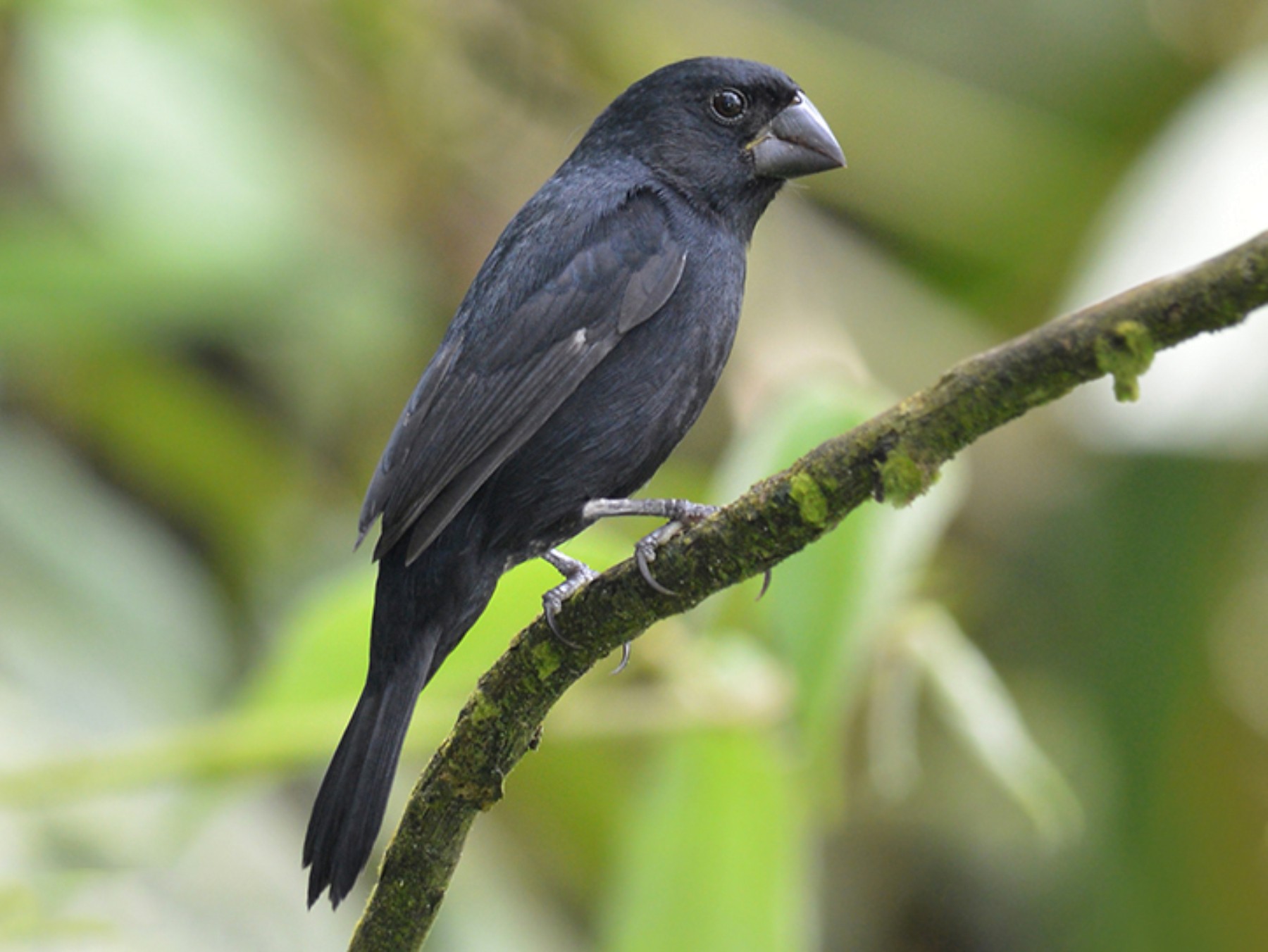 Thick-billed Seed-Finch - eBird
